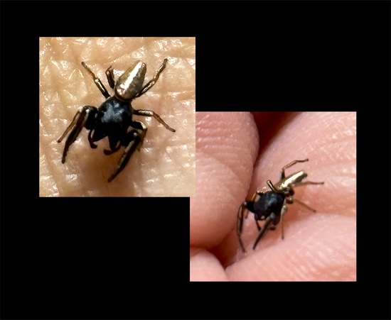Sassacus Vitis Mature Male Metallic Gold Jumping Spider by Ava Joe Jumpers