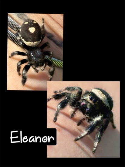 Phidippus Regius Gravid Female “Eleanor” Jumping Spider by Ava Joe Jumpers