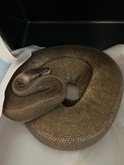 Black Pewter Pinstripe Poss BH, GHI, Mojave Ball Python by Reptile Sam, LLC