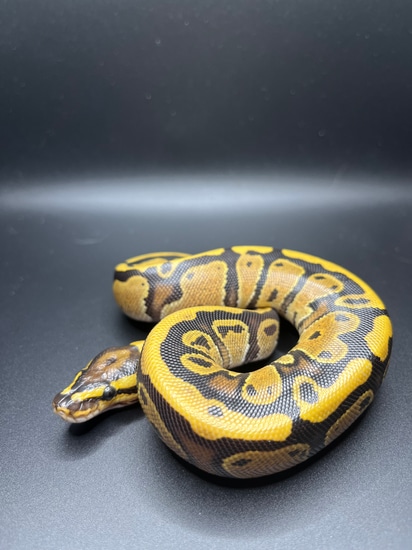 Pastel Poss Fire 100% Het Albino 100% Het Pied Ball Python by Reptile ...