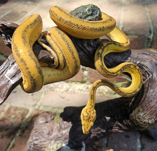 Tiger Amazon Tree Boa 2021 RTB by Reptile Sam, LLC