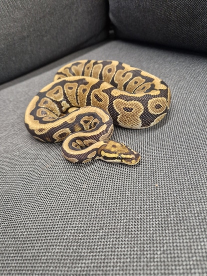 Spotnose 100% Het Clown Ball Python by Alien Morphs 👽