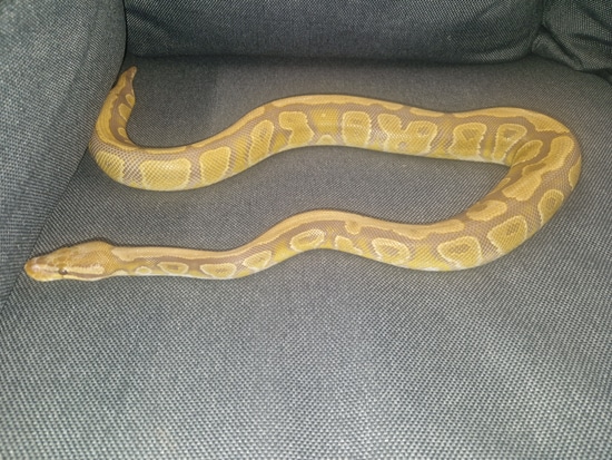 Toffee Caramel Albino 100% Het Desert Ghost Ball Python by Alien Morphs 👽