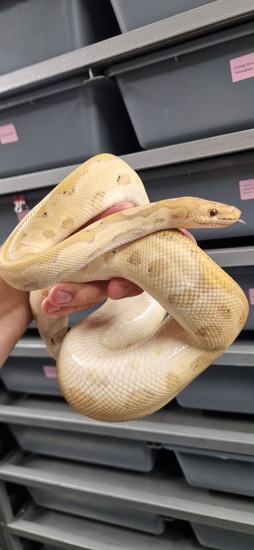 Banana Clown Ball Python by Alien Morphs 👽