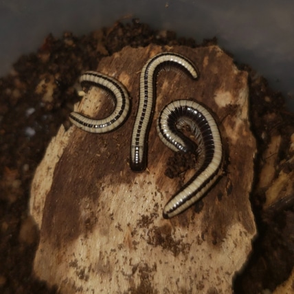 Millipede Farm - MorphMarket