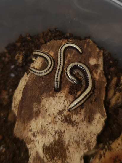 Spirobolellus Sp "maui 5x Group Millipede by Millipede Farm