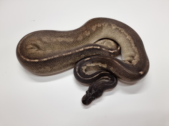 Blackhead Cinnamon Pastel Mojave Red Gene Het Hypo Ball Python by ...