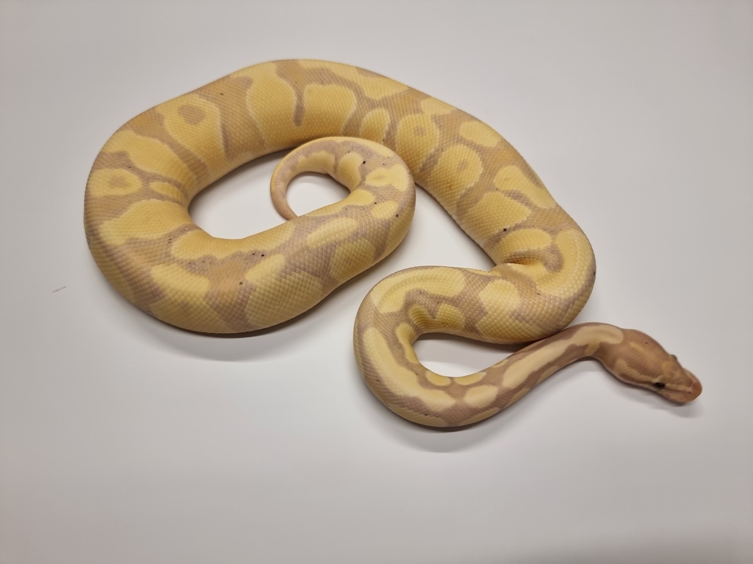 Banana Enchi Firefly Ball Python by Samsons Serpents - MorphMarket