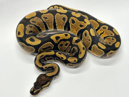 Mandarin 66% Het DG Ball Python by Samsons Serpents