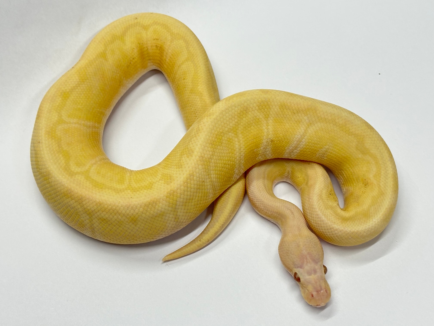 Candy GHI Pinstripe 66% Het Pied Ball Python by Samsons Serpents ...