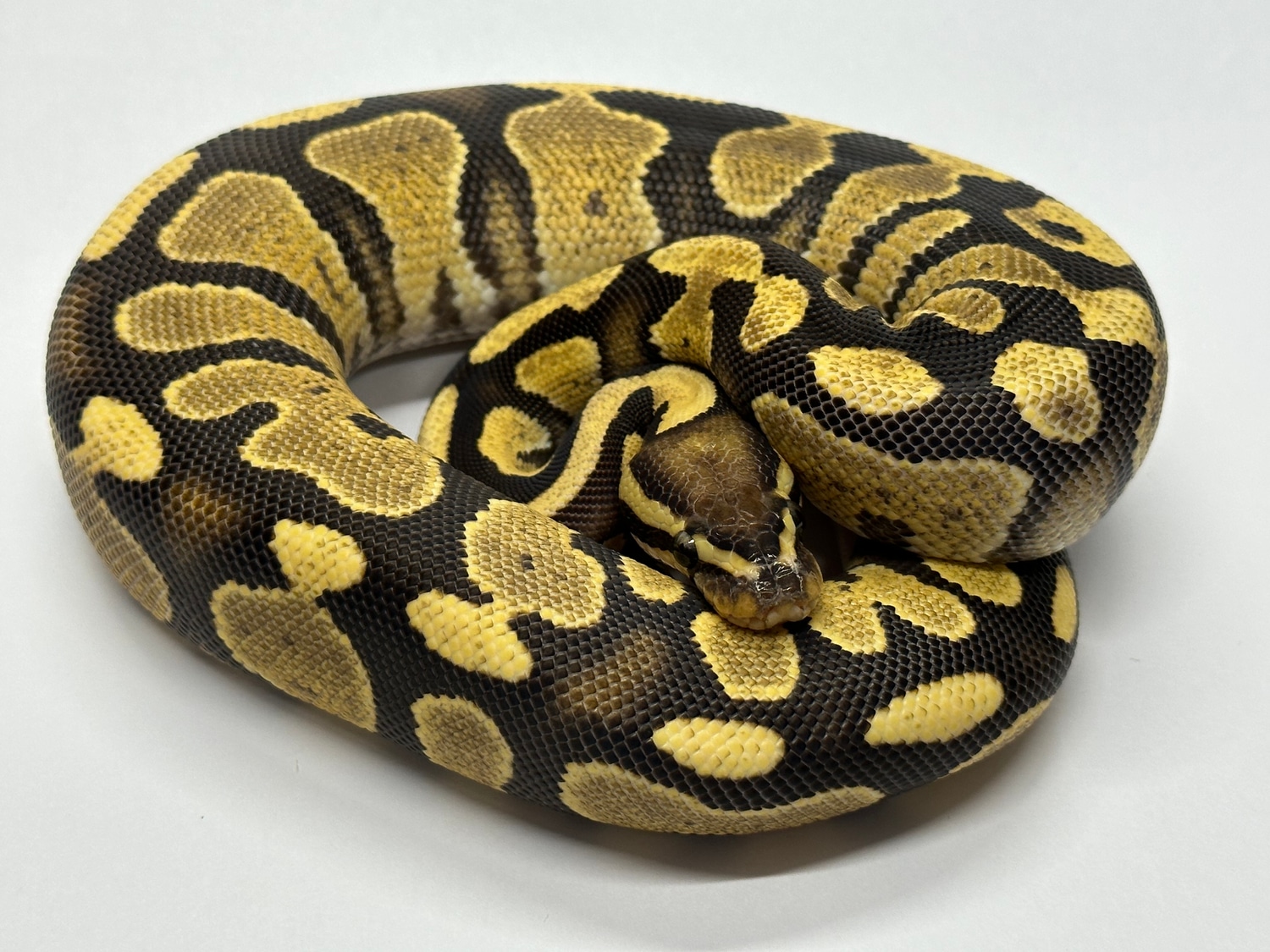 Fire YB 100% DH DG Clown Ball Python by Samsons Serpents - MorphMarket