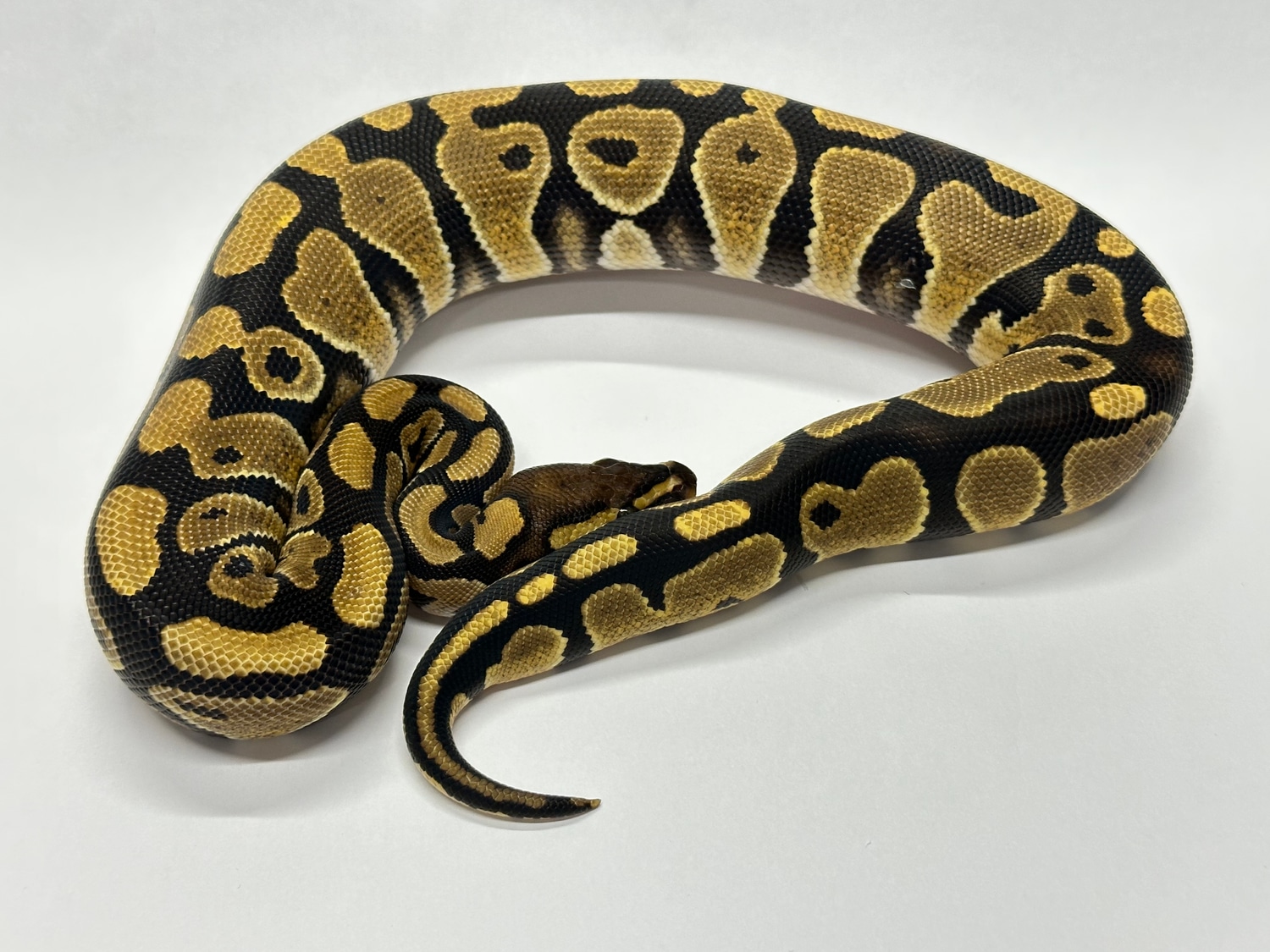 DH DG Clown Ball Python by Samsons Serpents - MorphMarket