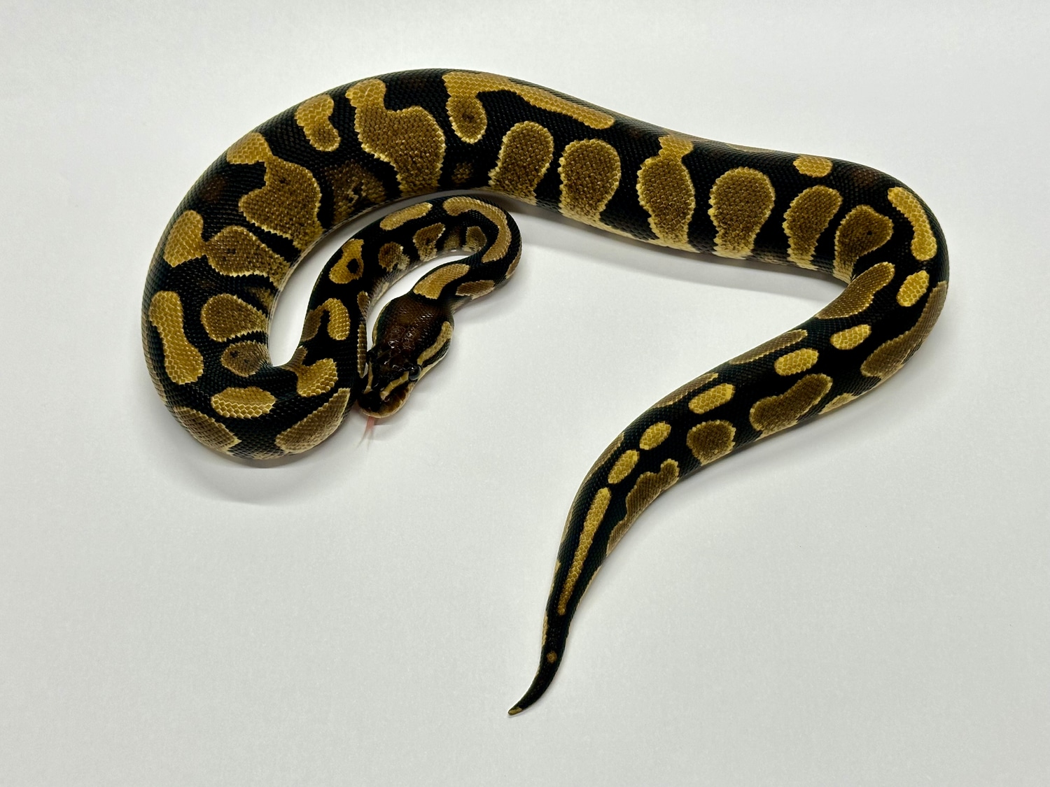 Asphalt Het Pied 50% Het Black Axanthic Ball Python by Samsons Serpents ...