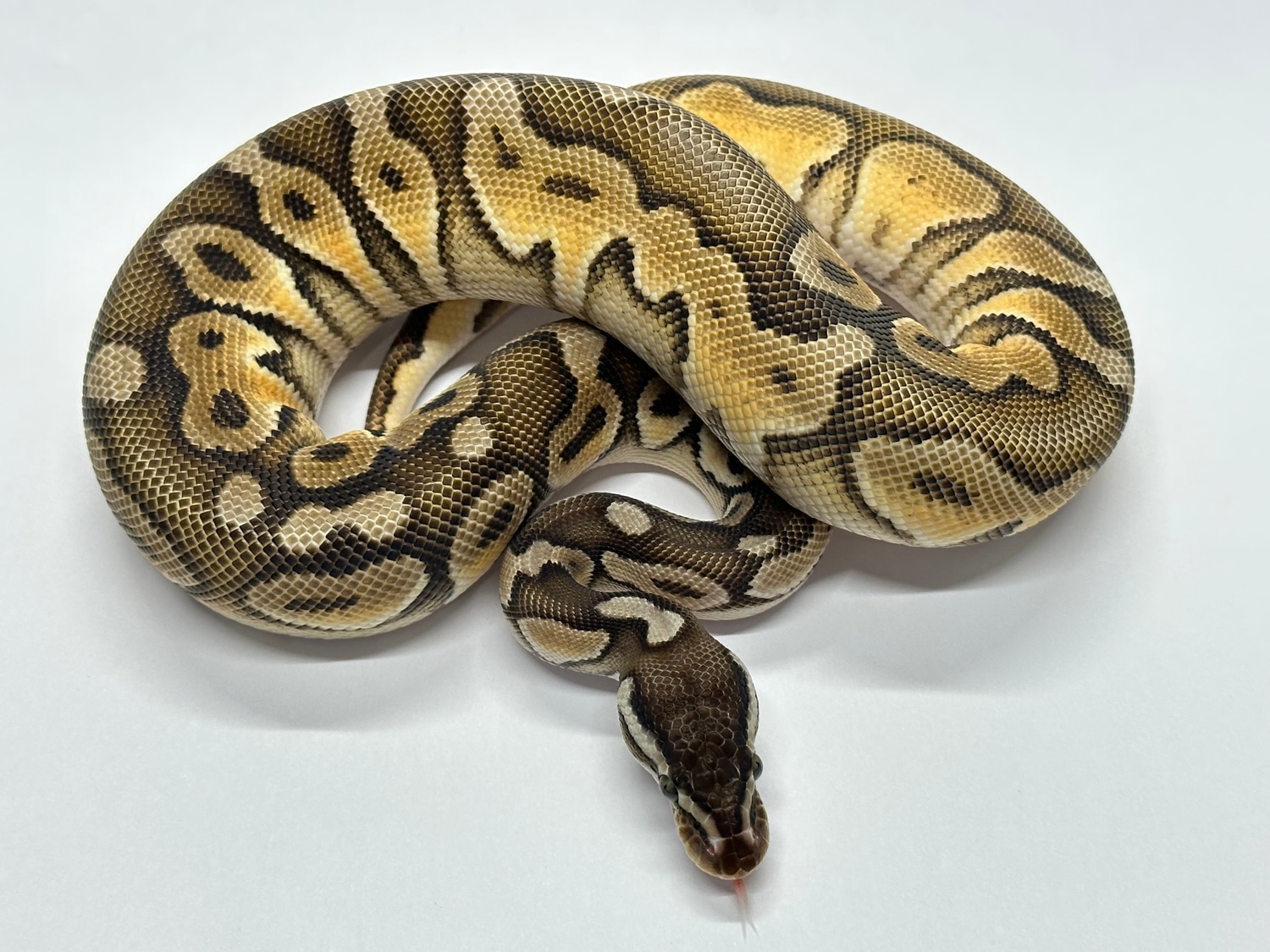 Cinnamon Enchi YB/Asphalt Ball Python by Samsons Serpents - MorphMarket