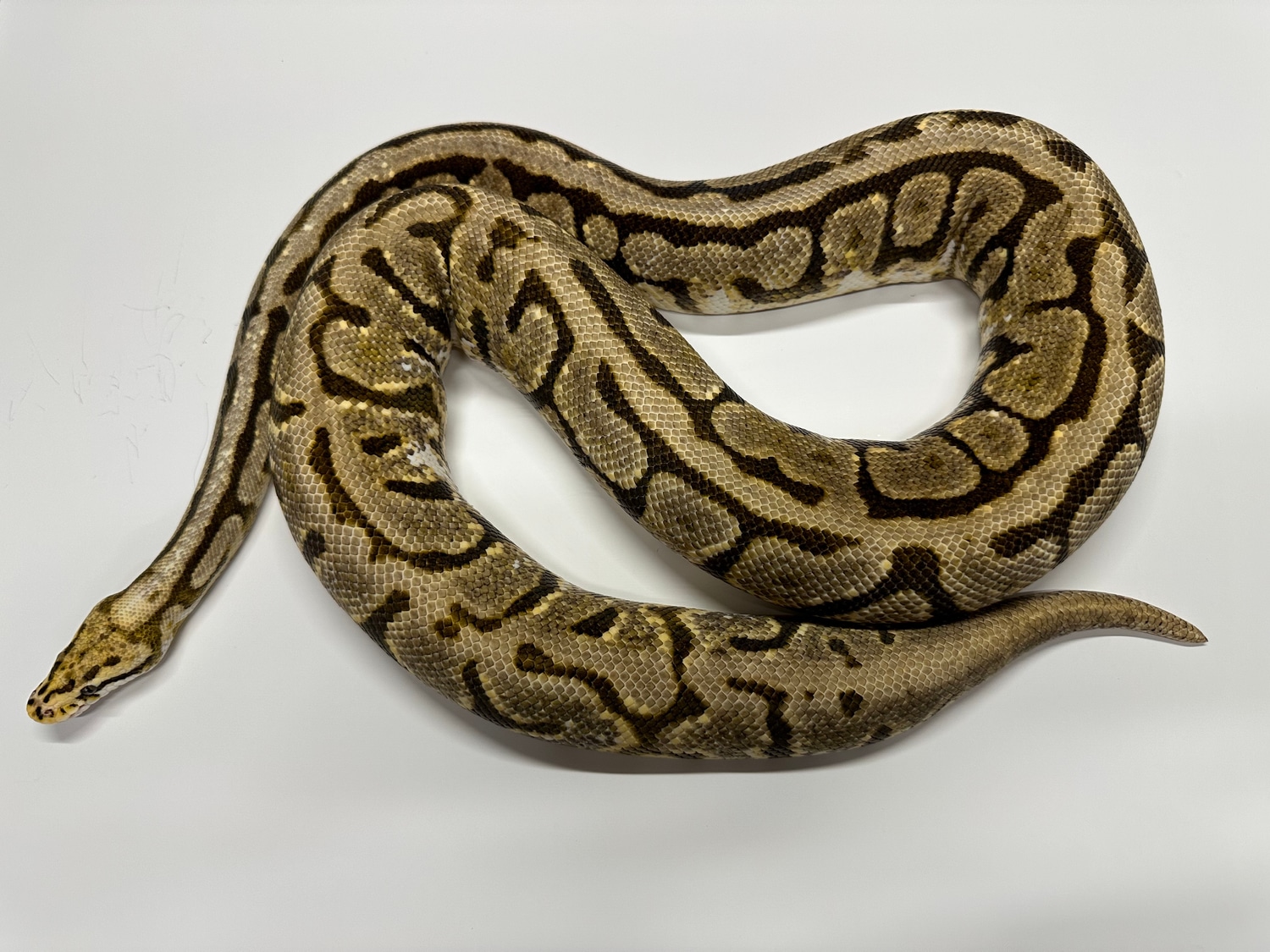 Powerball (Super Spotnose) Ball Python by Samsons Serpents - MorphMarket