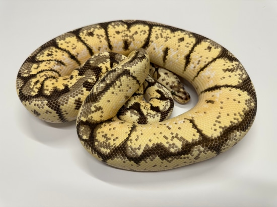 Nanny Bumblebee Ball Python by Samsons Serpents