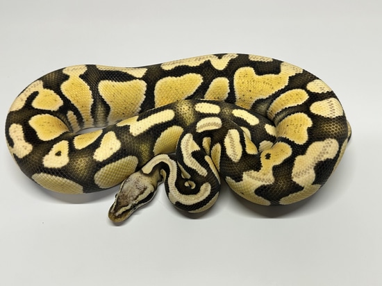 Mandarin Pastel DG Ball Python by Samsons Serpents