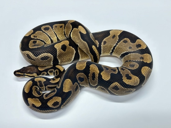 Mandarin Het Clown Ball Python by Samsons Serpents