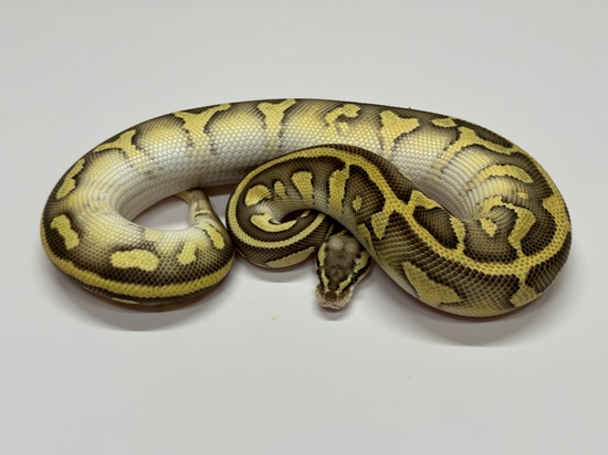 Leopard Butter Sugar Het Clown Ball Python by Samsons Serpents