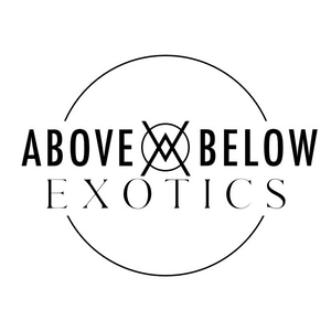 Above Below Exotics - MorphMarket