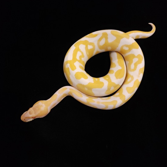 Leopard Albino FREE SHIPPING Ball Python by Above Below Exotics