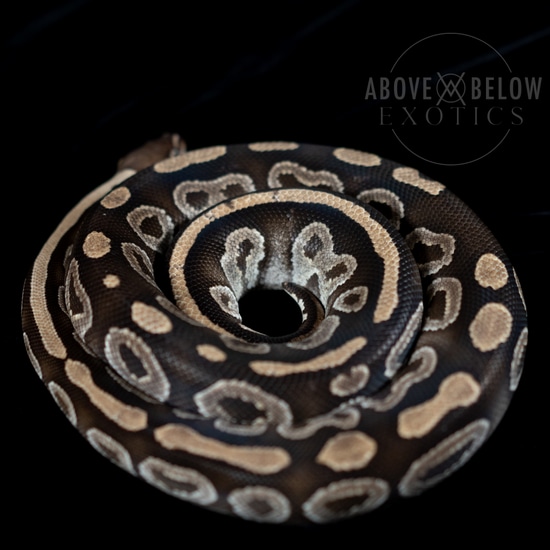 Mojave PB Ball Python by Above Below Exotics