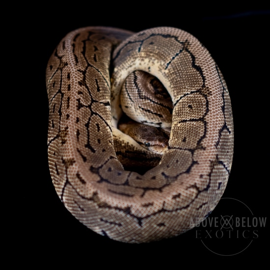 RTB Pastel Pinstripe PB Female Ball Python by Above Below Exotics