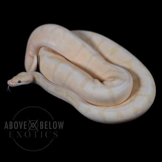 2019 Spider Albino Female Ball Python by Above Below Exotics
