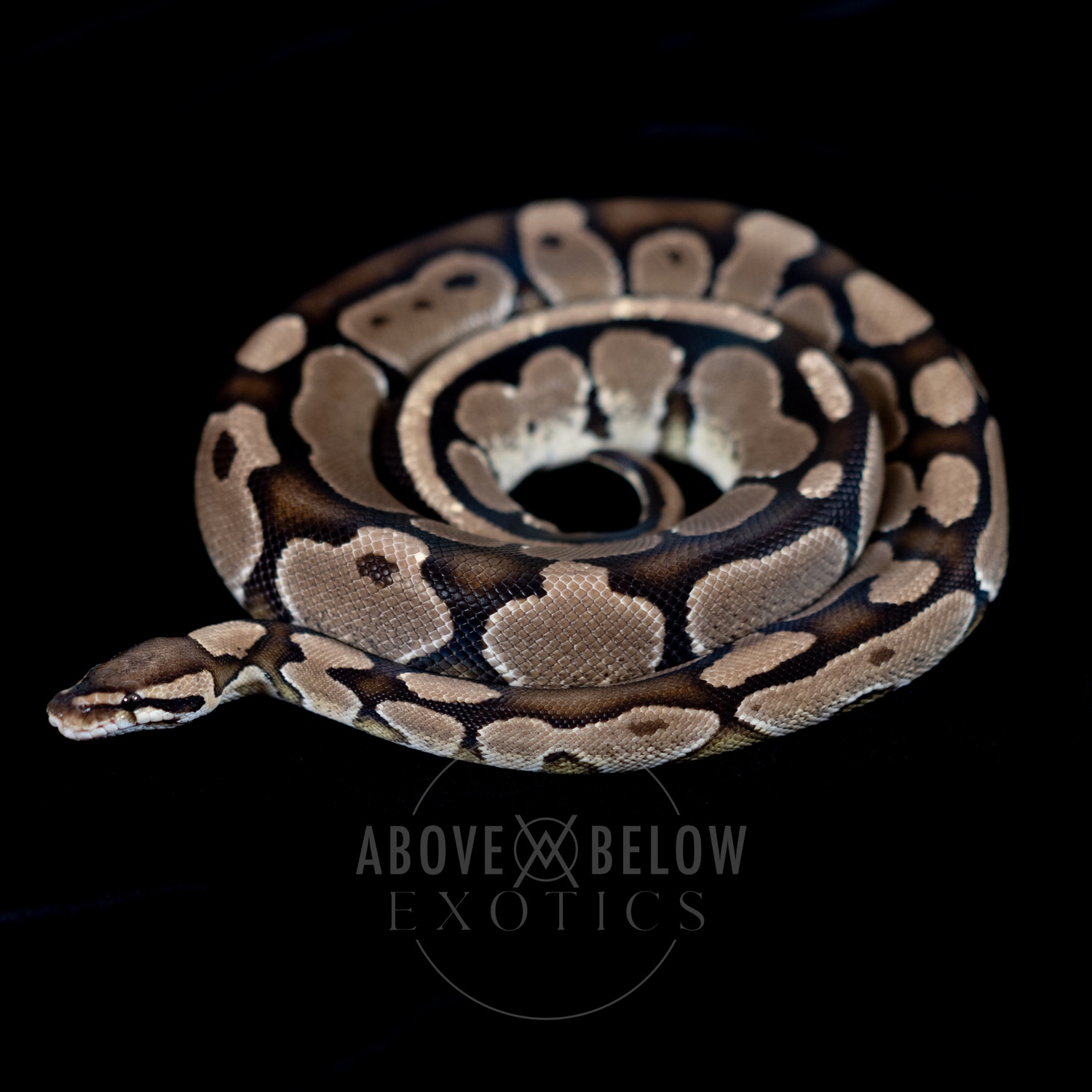 Vanilla PB Female Ball Python by Above Below Exotics - MorphMarket