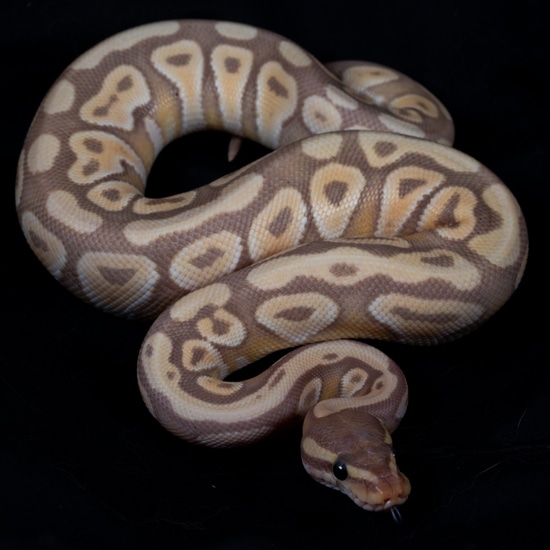 Banana Mojave FREE SHIPPING Ball Python by Above Below Exotics