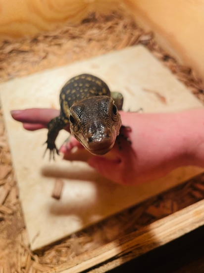 Sumatran Awm Water Monitor by Woodland Serpents