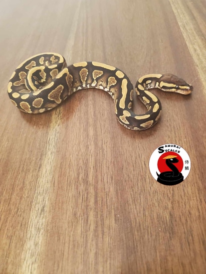 Black Pastel YB DH Pied Clown Ball Python by Samurai Scales Exotics
