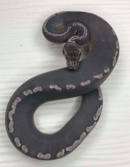 Super GHI Mojave Ball Python by Austin Anaconda of Ohio - MorphMarket