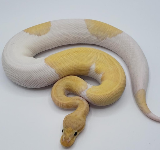 Axanthic VPI Pied Banana Pastel Ball Python by Sanctum Reptiles LLC