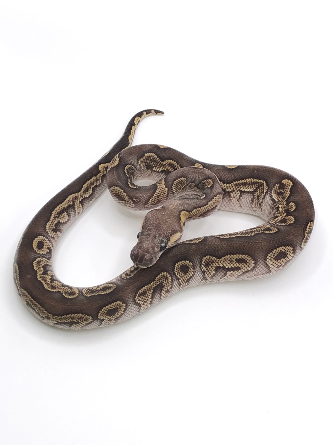 Mojave GHI Clown Ball Python by Sanctum reptiles - MorphMarket