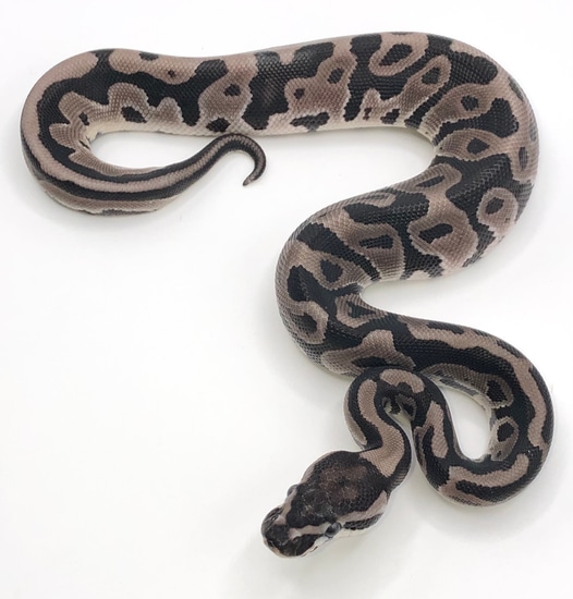 Axanthic VPI Leopard Het Pied Ball Python by Sanctum Reptiles LLC