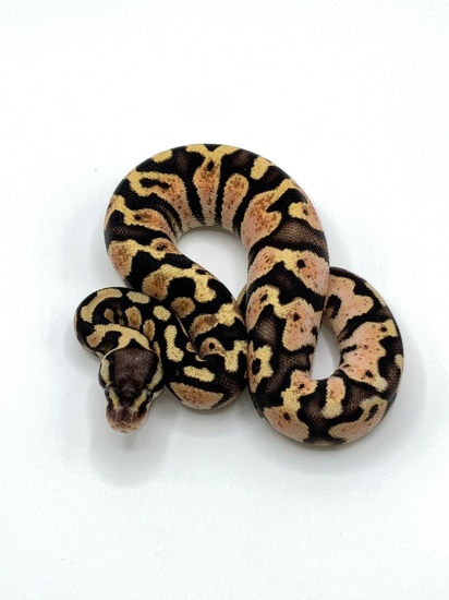 Pastel Sugar Calico Ball Python by Sanctum Reptiles LLC