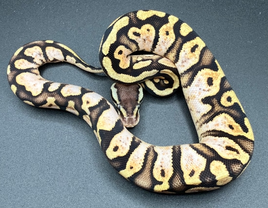 Pastel Sugar/Calico Ball Python by Sanctum Reptiles LLC