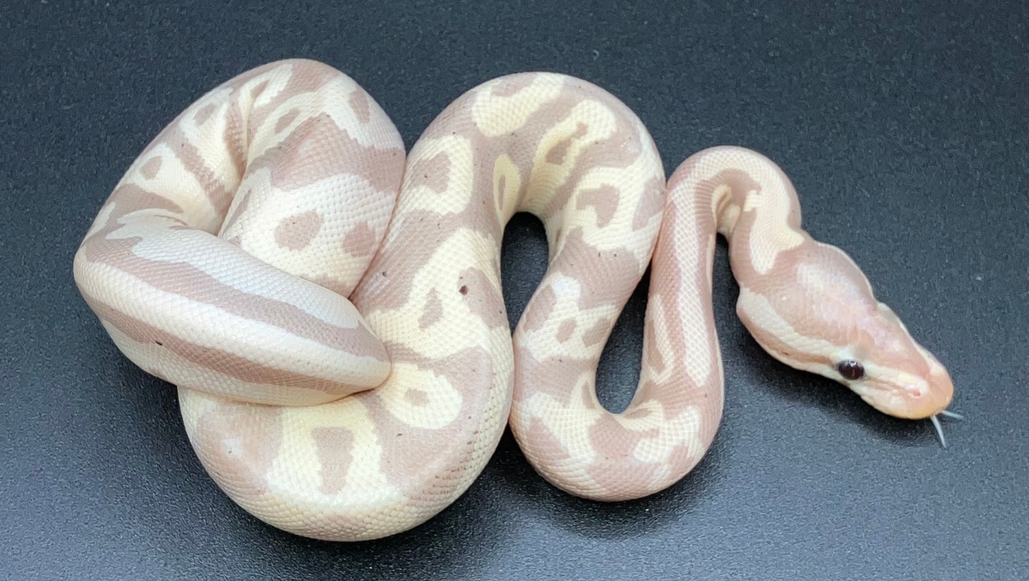 Axanthic VPI Banana Leopard Het Pied Ball Python by Sanctum Reptiles ...
