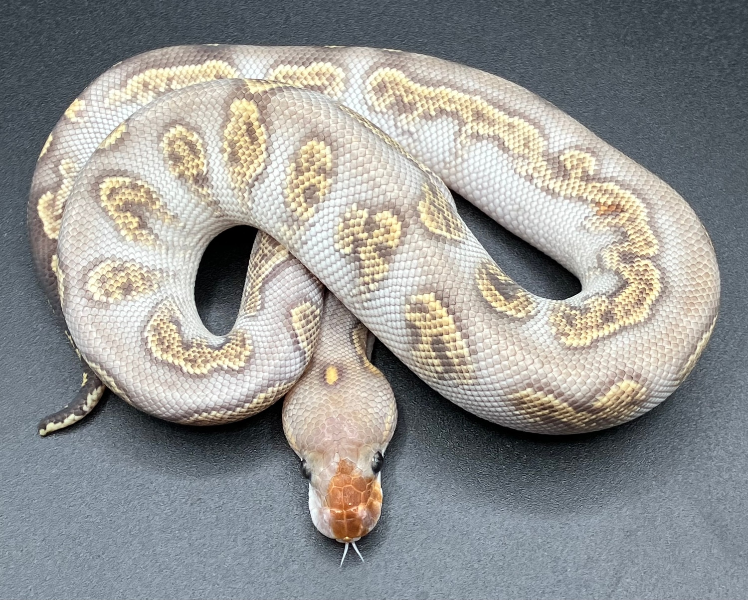 Mojave GHI Clown Paradox Ball Python by Sanctum Reptiles LLC - MorphMarket