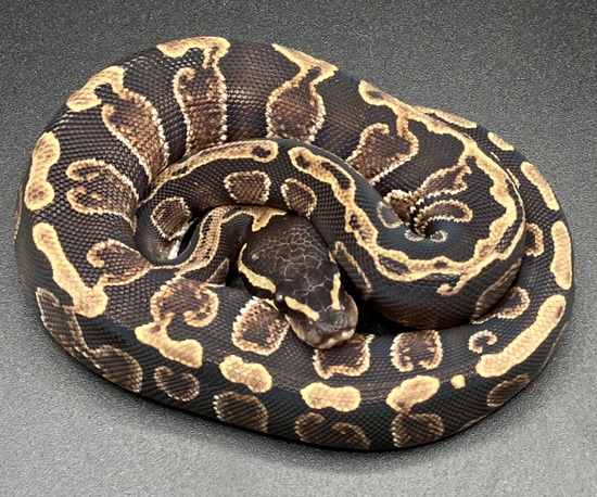 Ghi Het Pied Ball Python by Sanctum Reptiles LLC