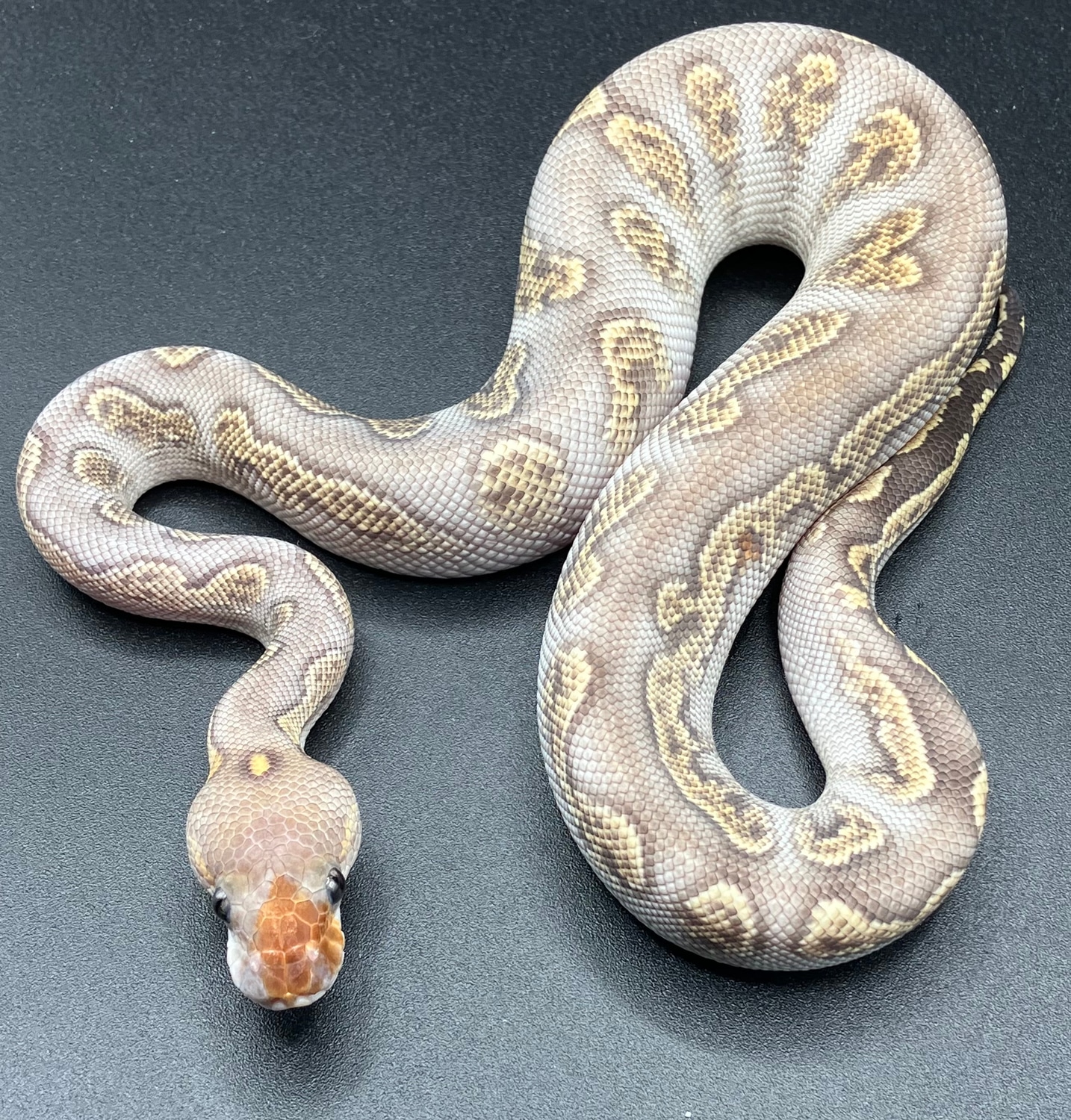 Mojave GHI Clown Paradox Ball Python by Sanctum Reptiles LLC - MorphMarket