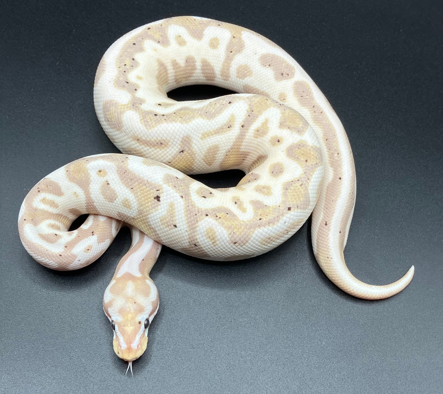 🔥🔥Axanthic VPI Banana Leopard Het Pied FEMALE🔥🔥 Ball Python by Sanctum ...