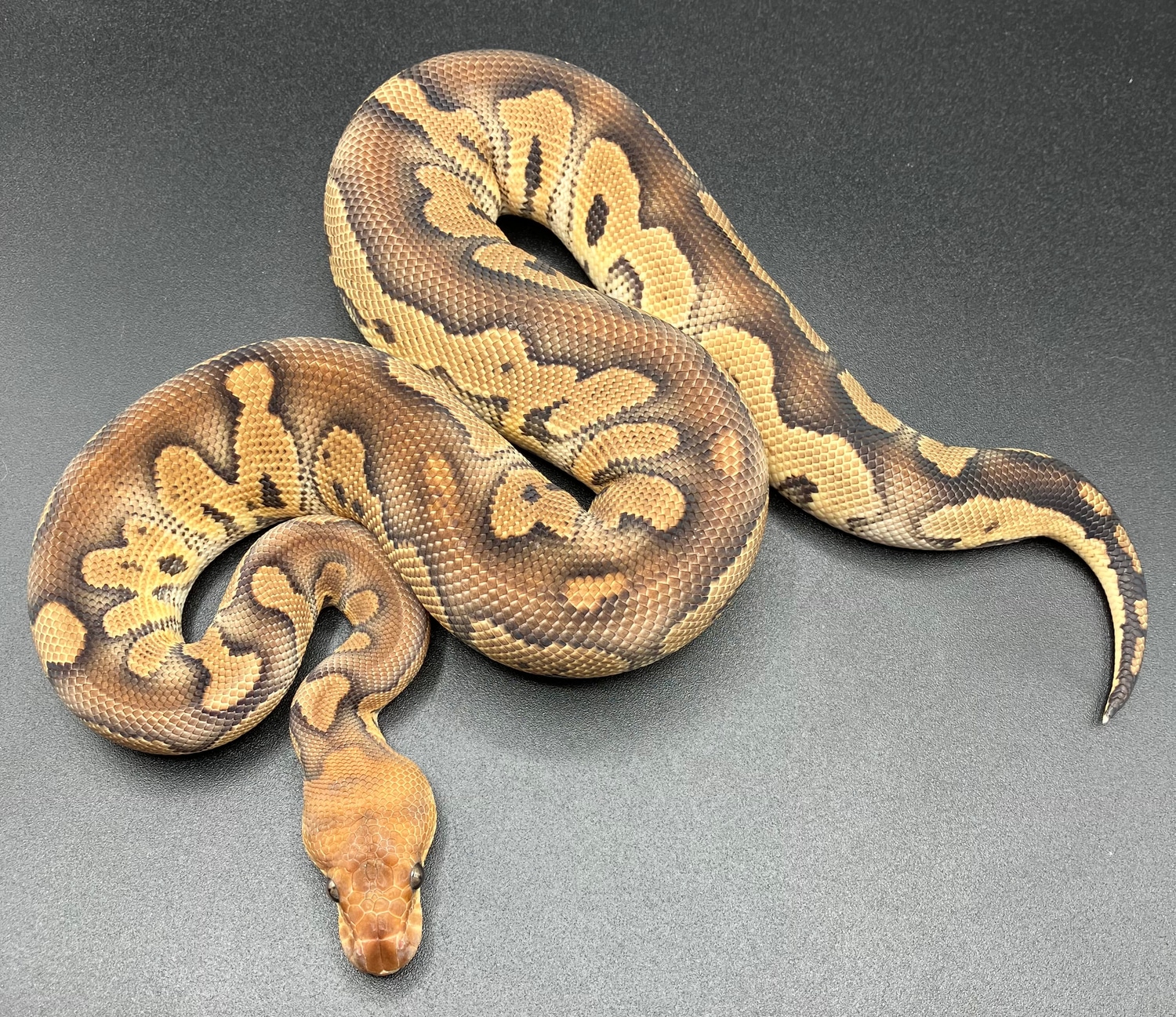 Mahogany Clown Ball Python by Sanctum Reptiles LLC - MorphMarket