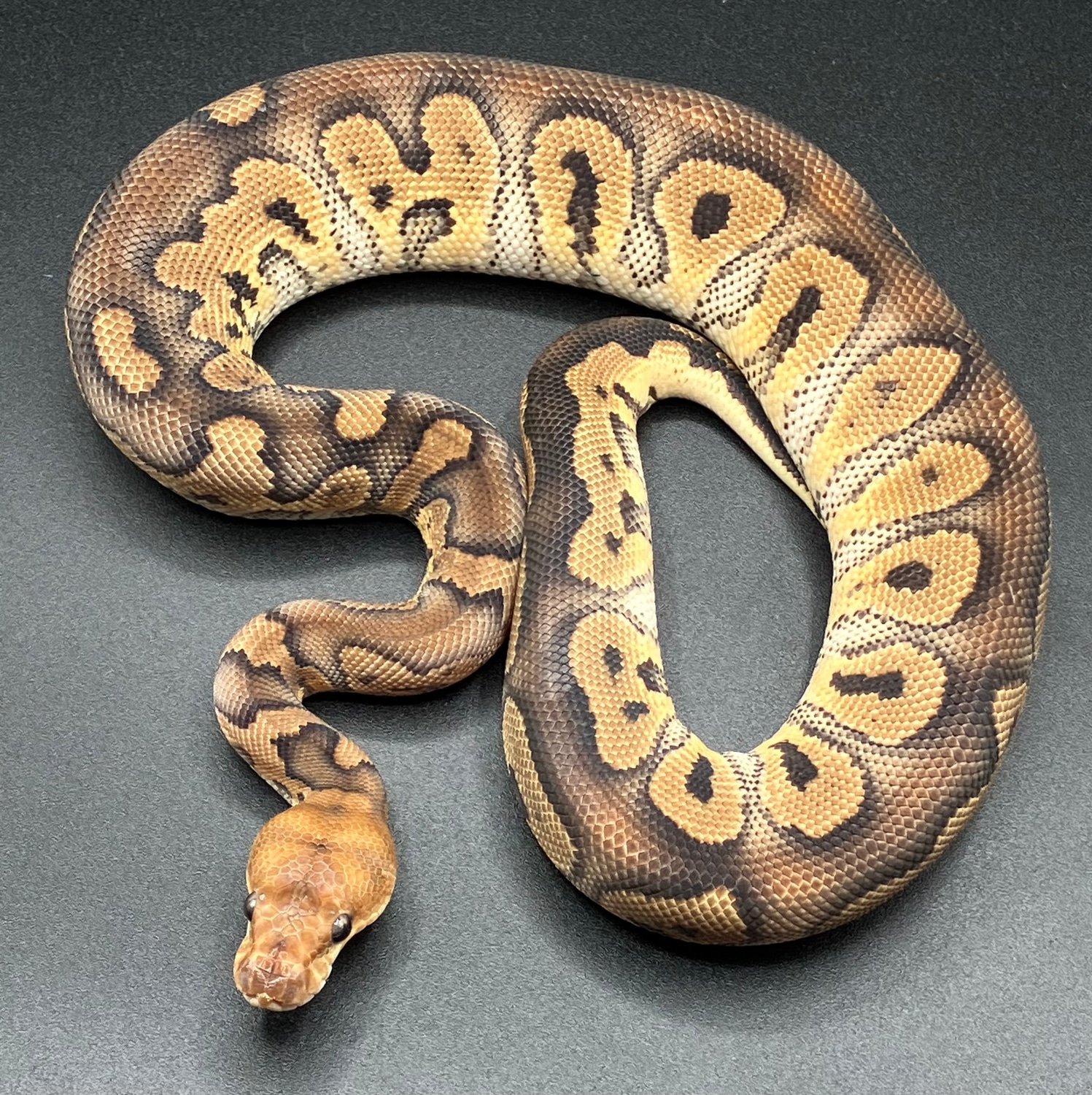 Mahogany Clown Ball Python by Sanctum Reptiles LLC - MorphMarket