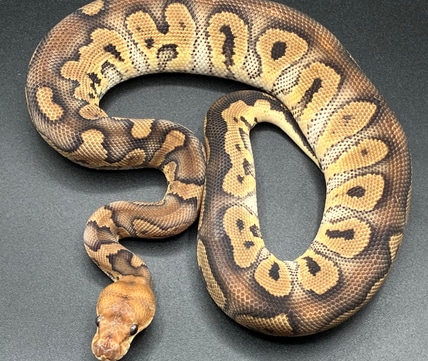 Mojave GHI Clown Paradox Ball Python by Sanctum Reptiles LLC - MorphMarket