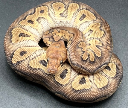 Mojave GHI Clown Paradox Ball Python by Sanctum Reptiles LLC - MorphMarket