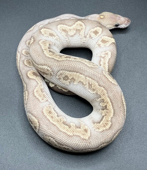 Mojave Ghi Clown Ball Python by Sanctum Reptiles LLC