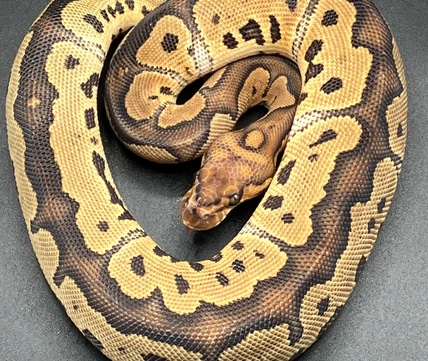 🔥🔥Axanthic VPI Banana Leopard Het Pied FEMALE🔥🔥 Ball Python by Sanctum Reptiles LLC - MorphMarket