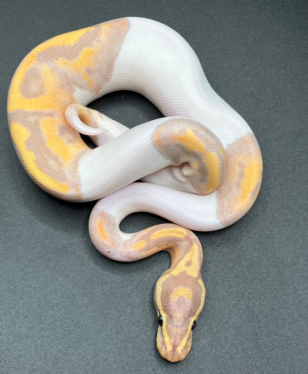 Banana Pied Ball Python by Sanctum Reptiles LLC - MorphMarket
